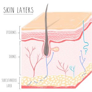 Skin Care 101: Layers and Functions of Skin