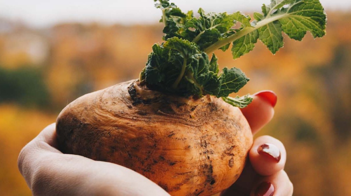 5 Οφέλη Maca: Τι είναι η ρίζα Maca και τι κάνει; - MYPROTEIN™