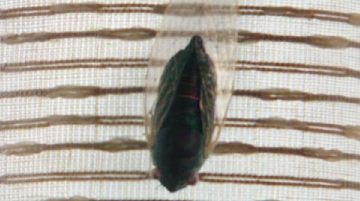 WandaVision Reveals One Of Its Big Secrets And It Spells Trouble Ahead