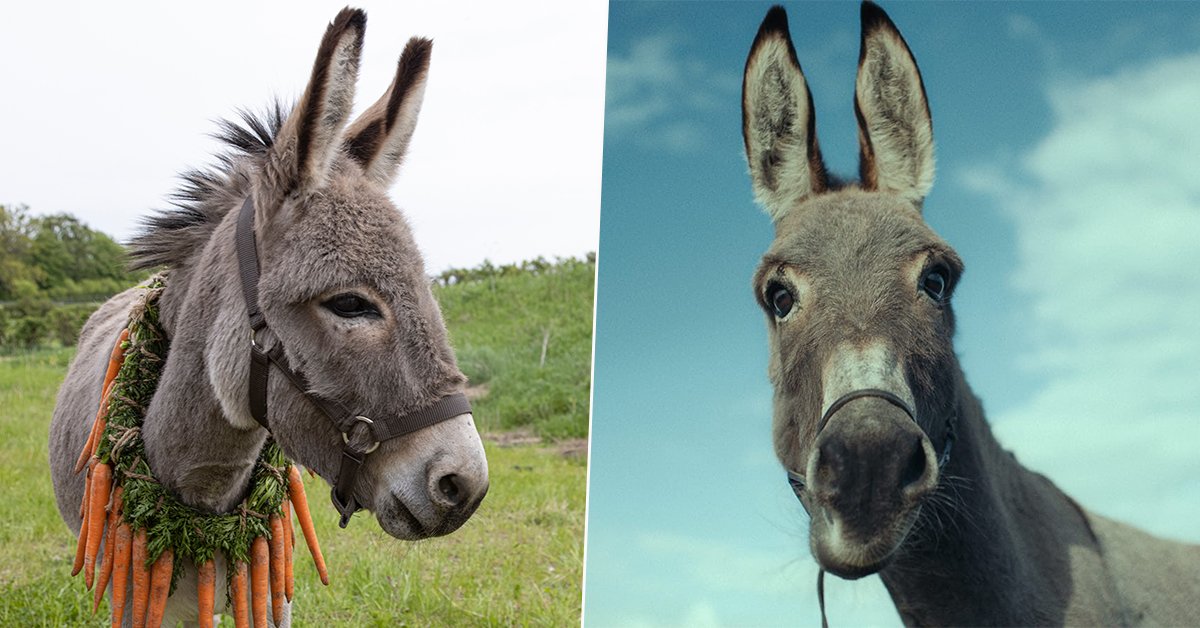 Behind The Scenes Of EO, The Dazzling Donkey Road Trip Movie