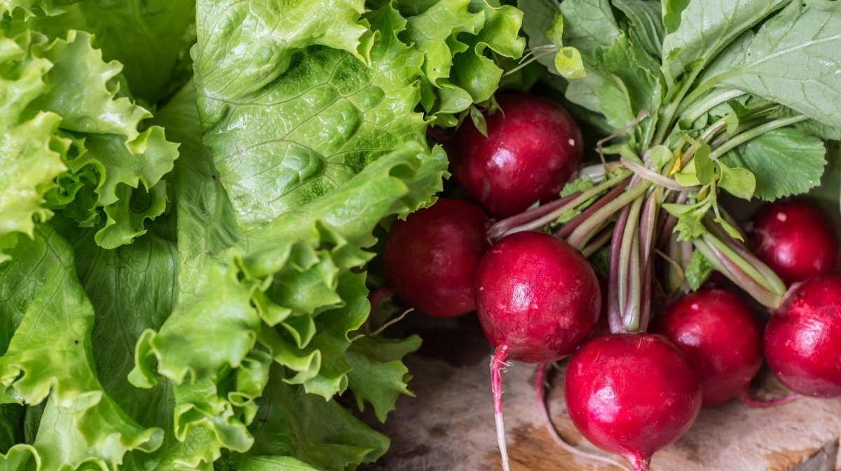 Ravanelli Proprietà e Benefici | Alimentazione | MYPROTEIN™