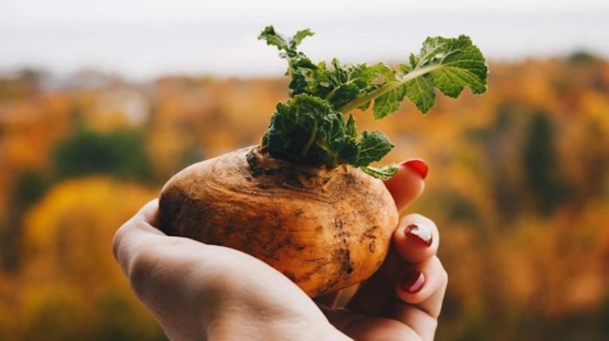 5 Fördelar med Maca | Vad är Macarot och vad gör den? - MYPROTEIN™