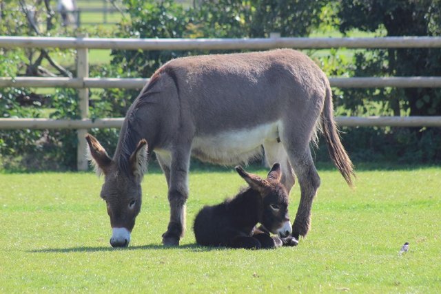 Donkey Care | Our Top 10 Tips - Preloved UK